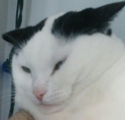 Awkward Photo Cat